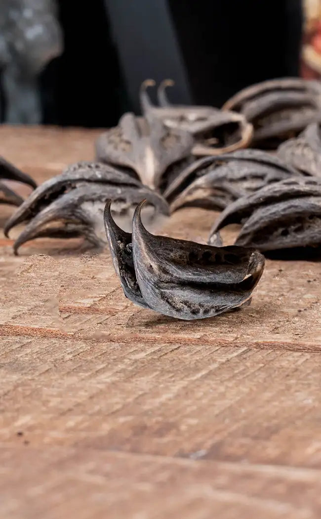 Bats Head Root | Witchcraft Herbs