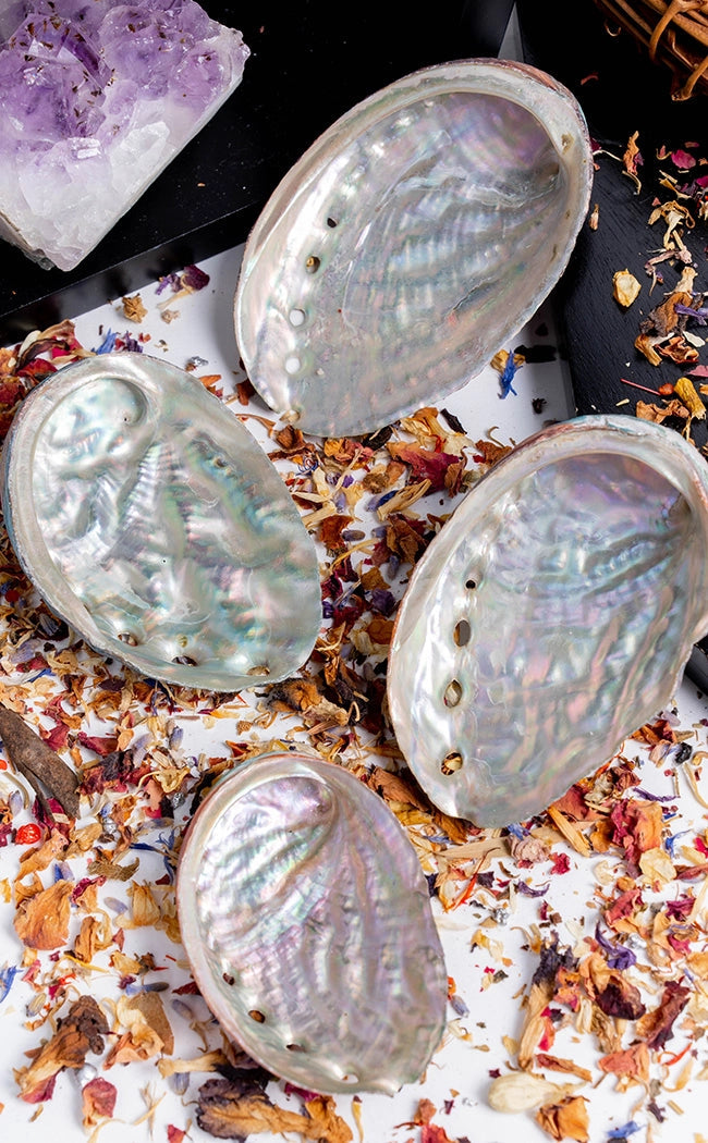Abalone Shells for Witchcraft and Rituals