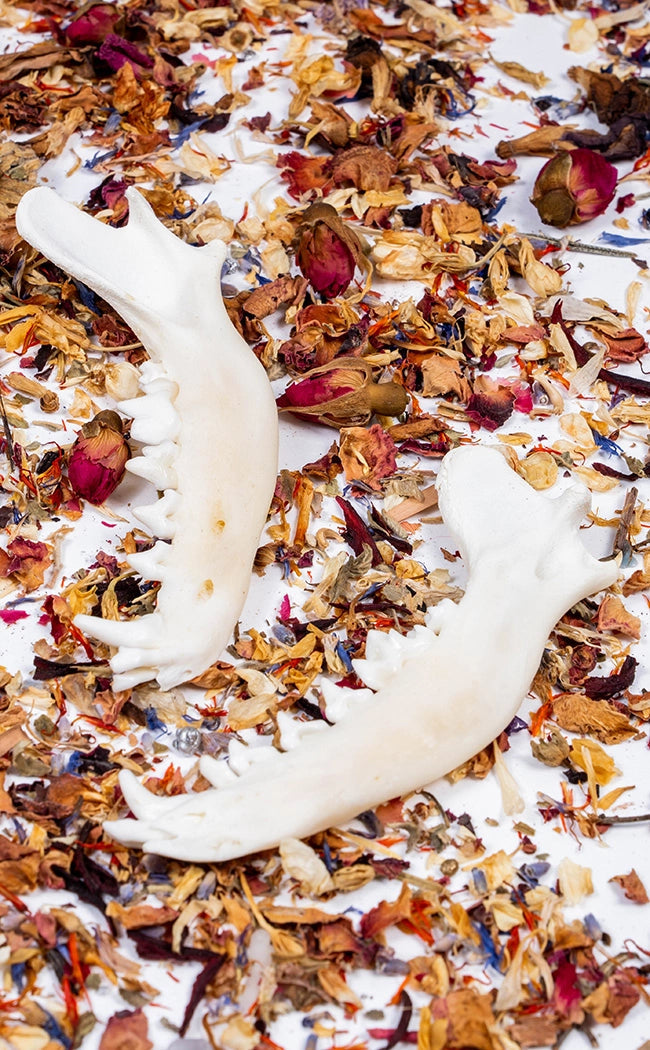 Ethically Sourced European Red Fox Jaw Bones