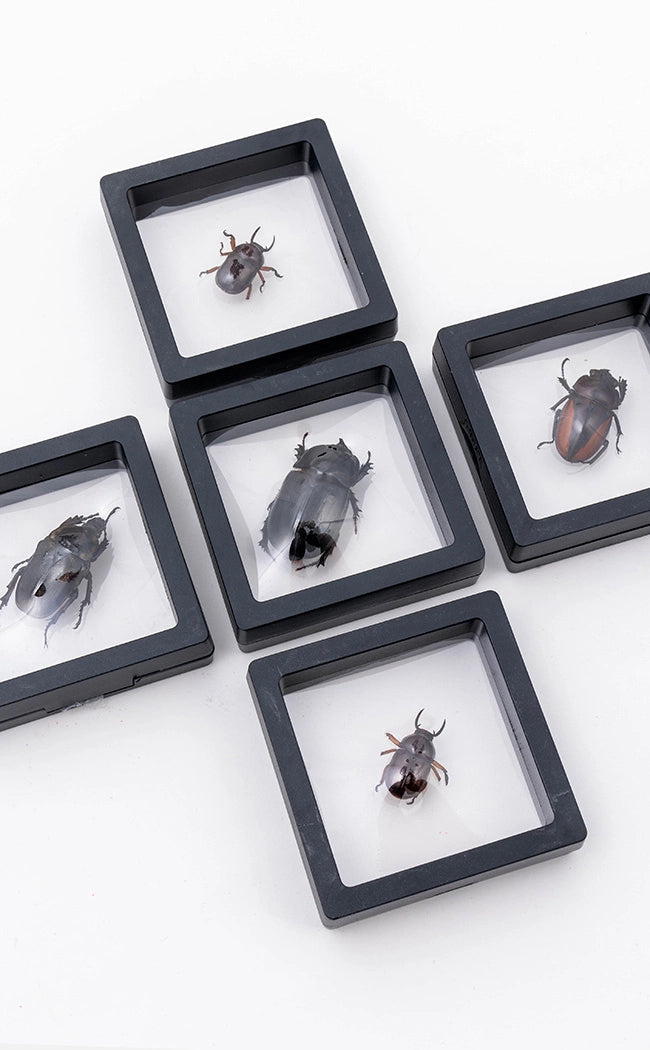 Genuine Beetle in Display Case Curiosity Specimens. Chafer Beetles