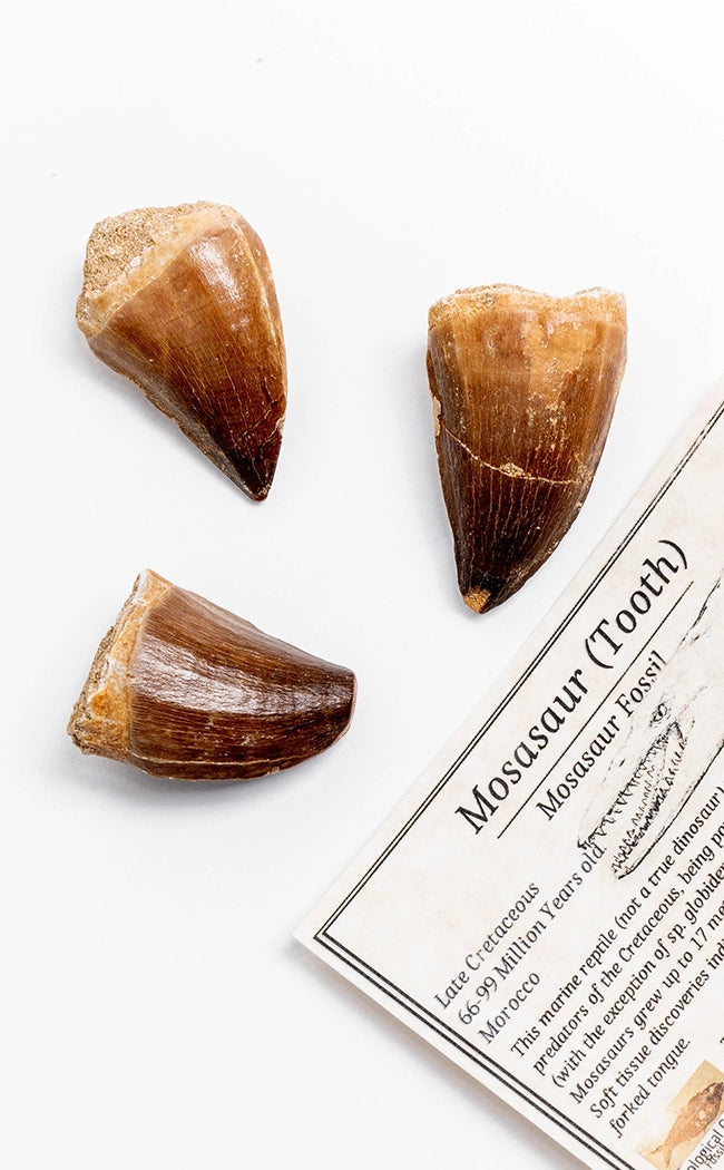 Mosasaur Tooth Fossil