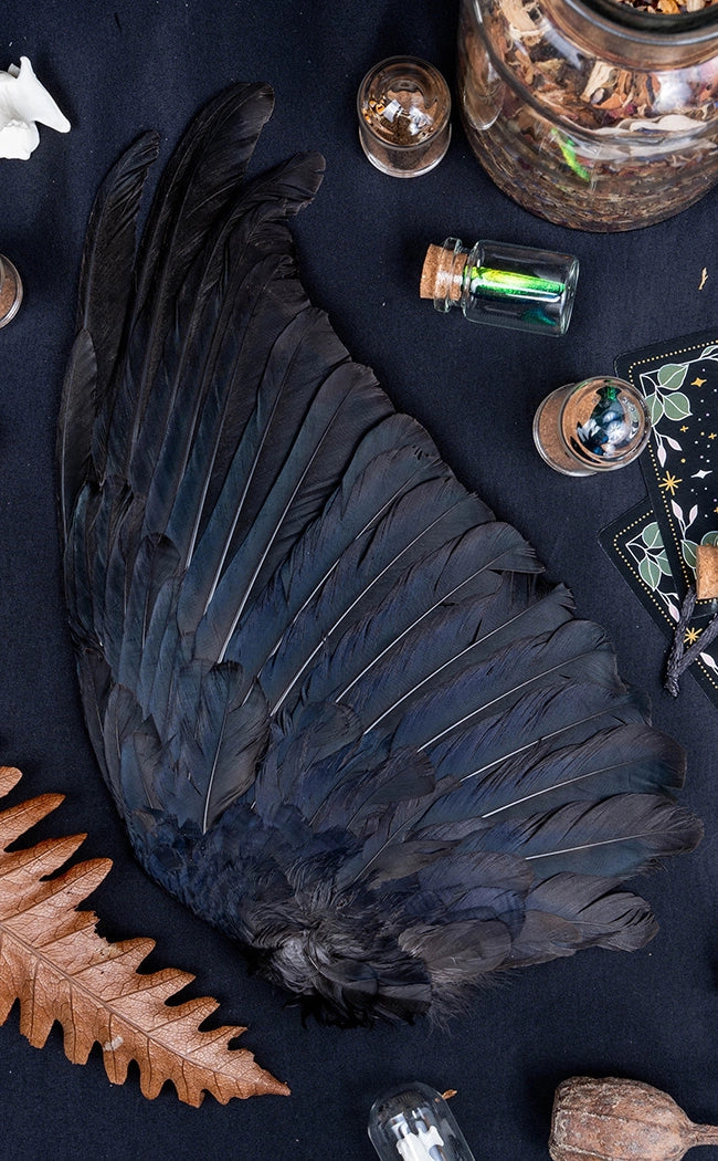 Real Crow's Wings Genuine Corvid Wing for Taxidermy Art