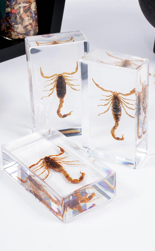 Scorpions in Resin Curiosity | Black or Golden