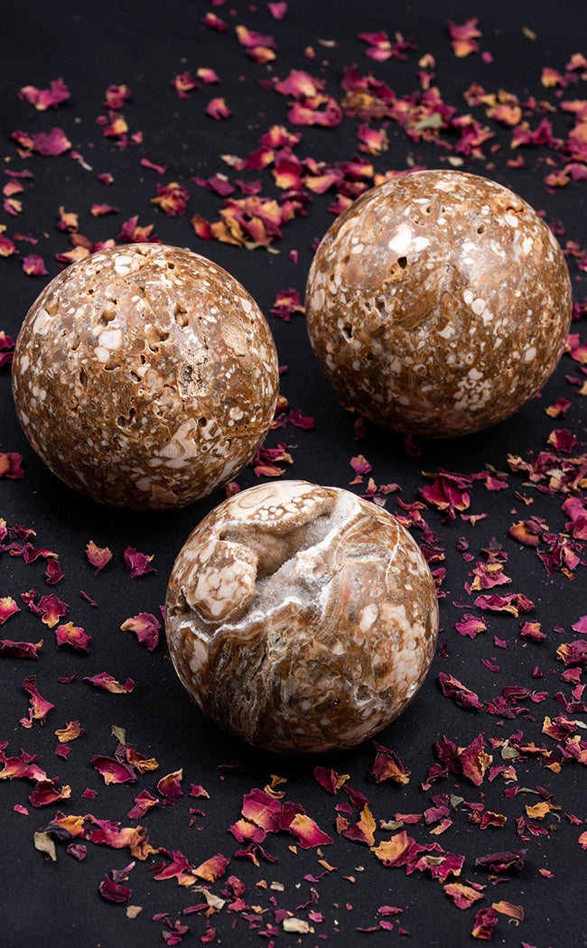 Shell Fossil Spheres | Large