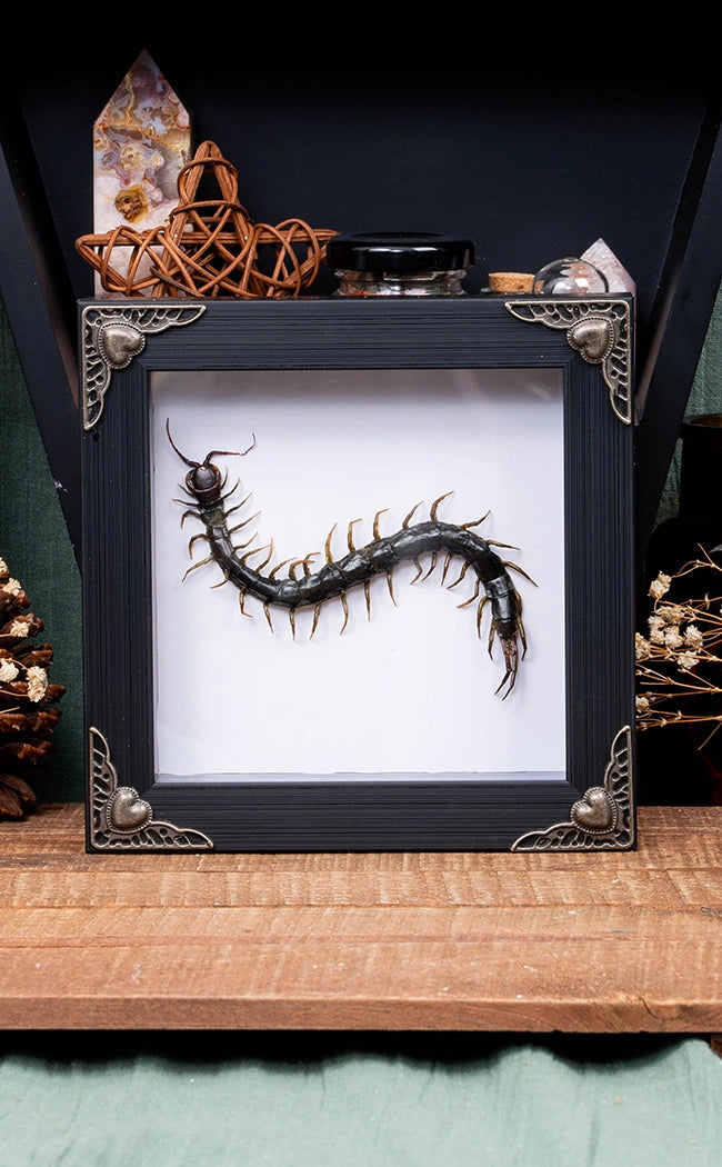 Centipede Specimen in Antique Frame