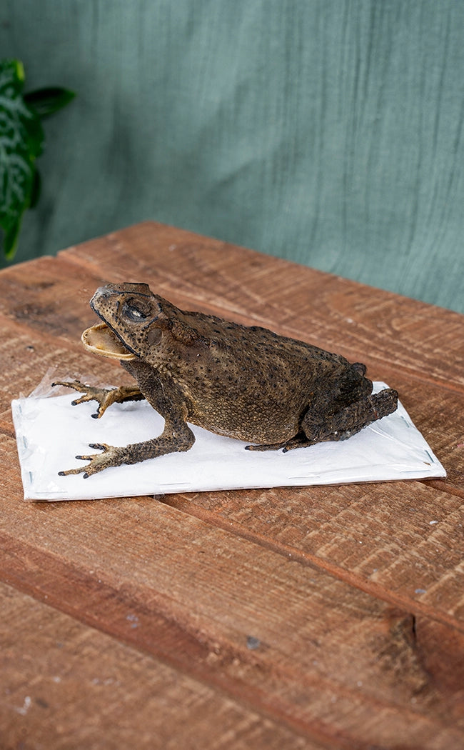 Complete Preserved Asian Toad Taxidermy (Duttaphrynus melanostictus)