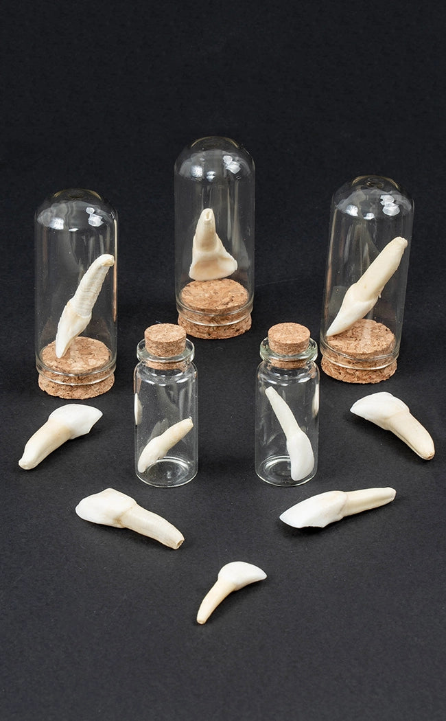 Cow Tooth In Vial