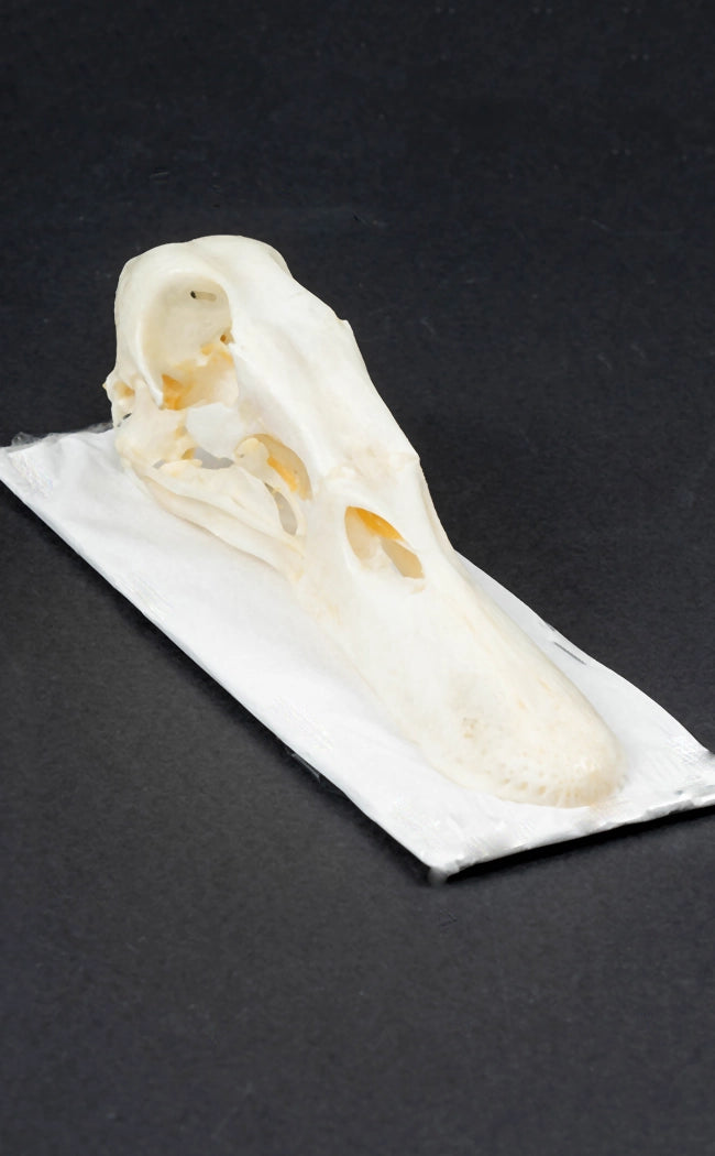 Genuine Mallard Duck Skulls (Anas platyrhynchos domesticus)