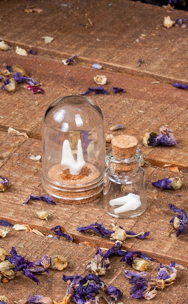 Ethically Sourced European Red Fox Teeth in Jars