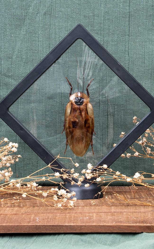 Giant Cave Cockroach (Blaberus giganteus) in Display Case Entomology