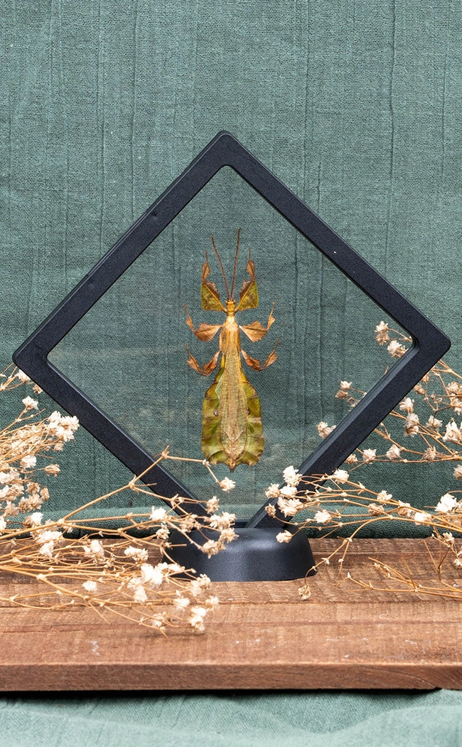 Giant Leaf Insects (Phyllium Pulchrifolium) in Display Case Entomology