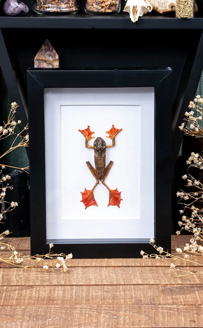 Harlequin Tree Frog Taxidermy in Shadow Box