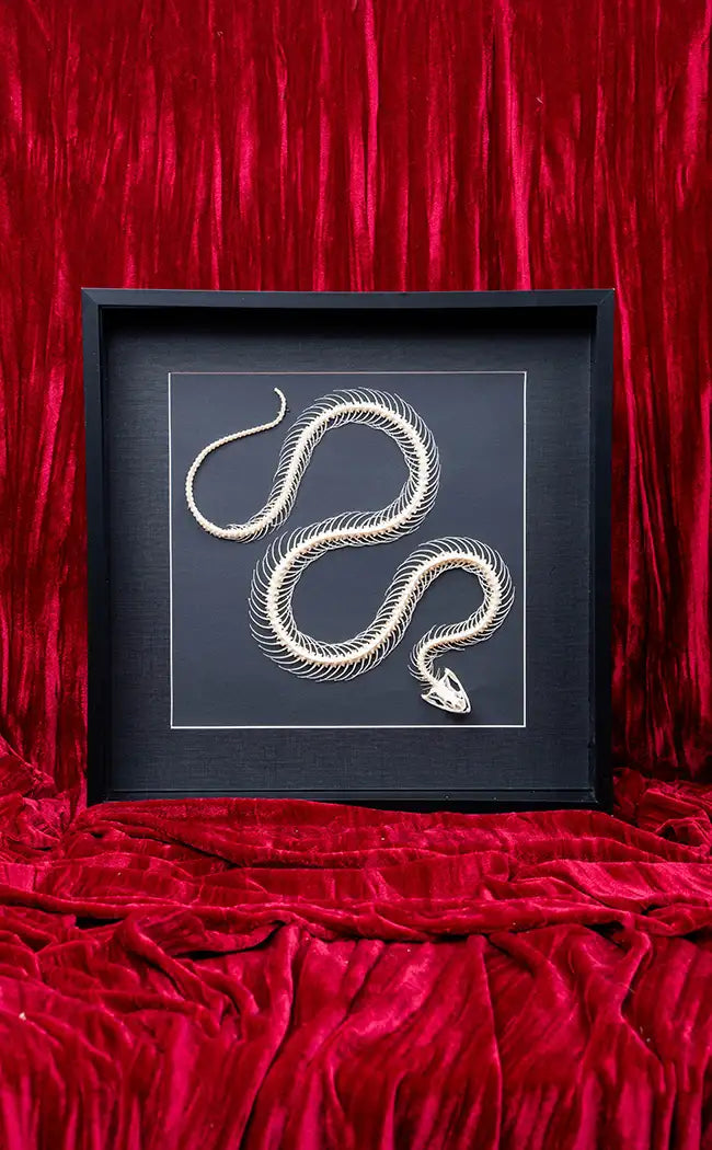 Java Keelback Snake Skeleton In Shadow Box Frame