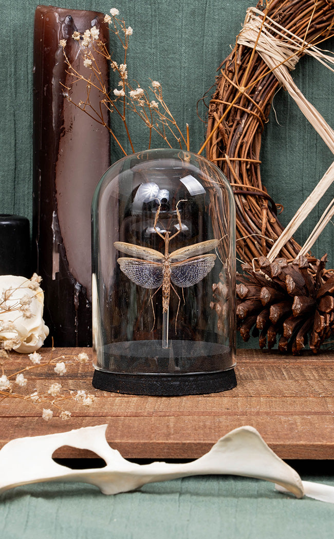 Jumping Praying Mantis in Glass Cloche