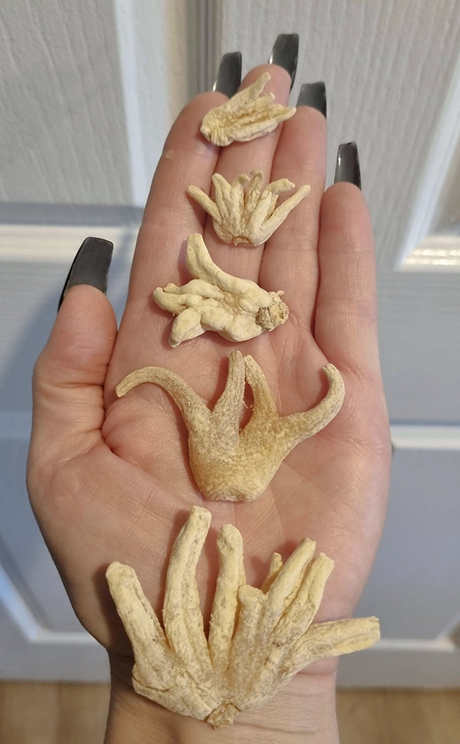 Lucky Hand Root | Witchcraft Herbs | Witchcraft Supplies Australia