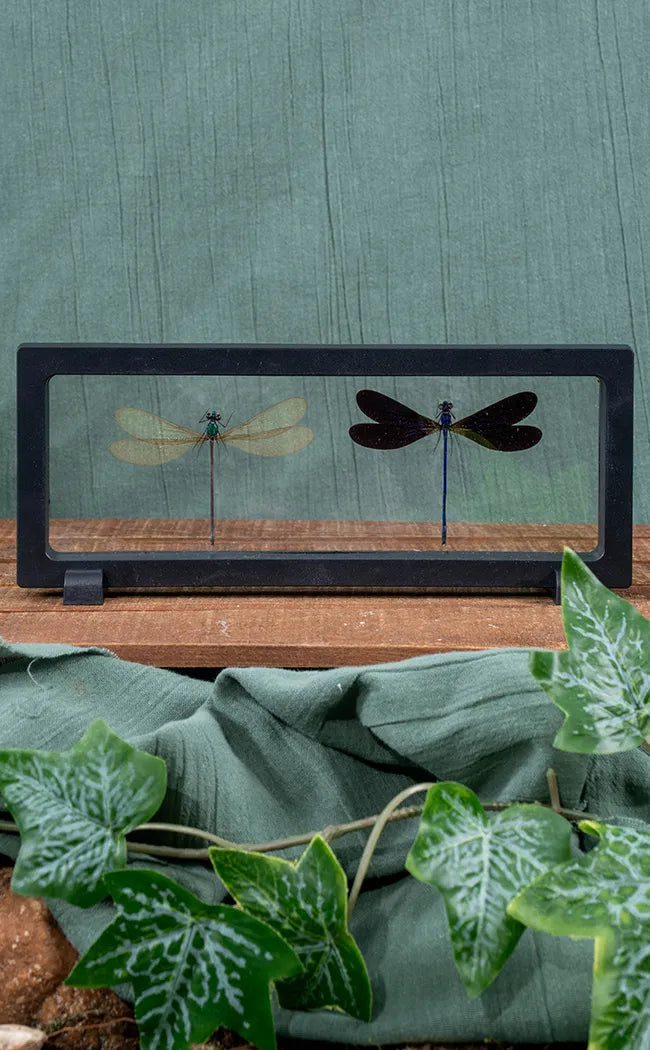 Male & Female Dragonflies in Display Case | Vestalis luctuosa