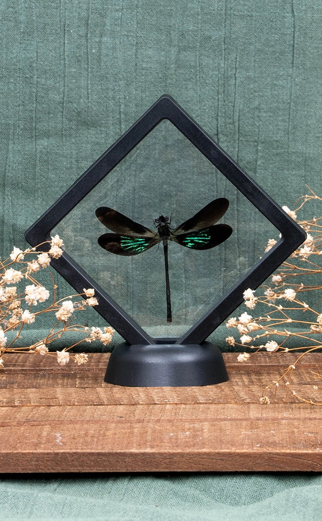 Metallic Dragonfly in Display Case | Euphaea variegata