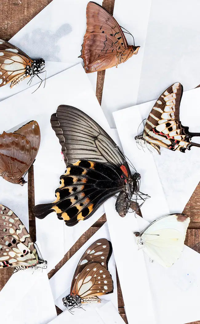 Mixed Butterfly Packs! Ethically, Sustainably Sourced Insects