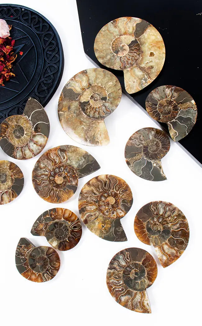 Polished Ammonite Fossil Pairs With Ammolite Opal Edges | Crystals