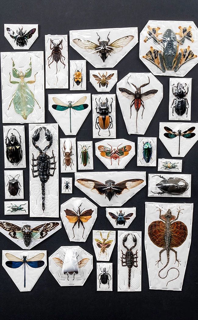 Premium Mixed Specimen Packs! Ethically, Sustainably Sourced Insects