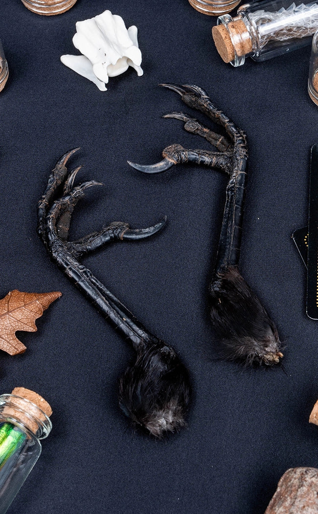 Real Crow's Foot Genuine Corvid Bird Feet for Taxidermy Art