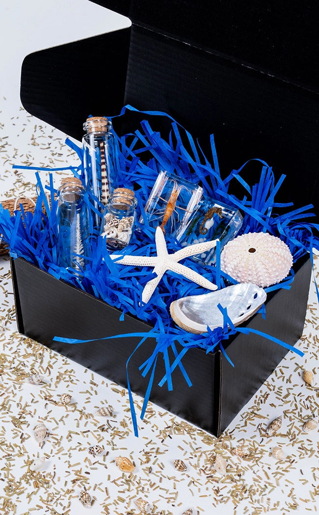 Tragic Beautiful Sea Witch Ocean Oddities Collection Curiosity Box