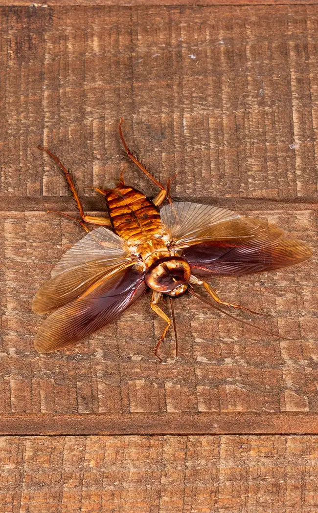 Specimen | Australian Cockroach (Periplaneta australasiae)