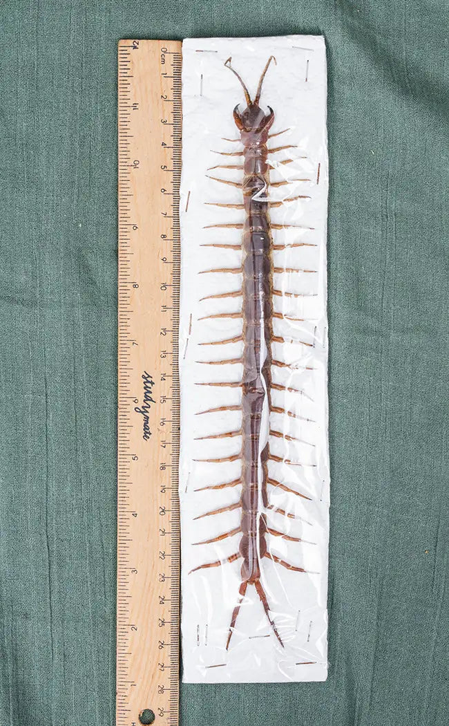 Specimen | Giant Scolopendra Centipede (Scolopendra subspinipes)