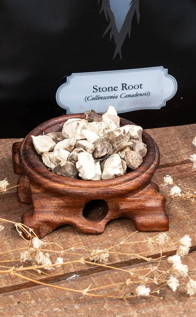 Stone Root for Witchcraft & Rituals for Green Witches