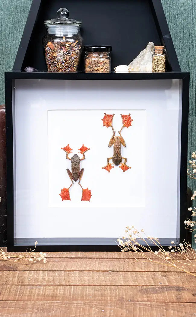 Two Harlequin Tree Frogs in Shadow Box Frame