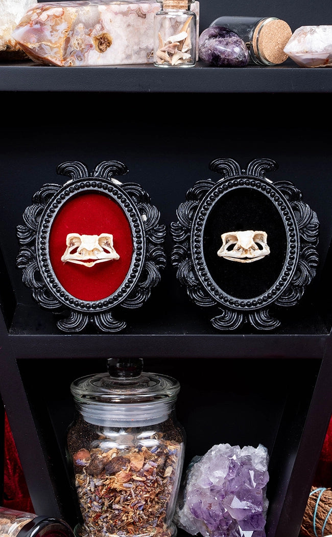 Velvet Backed Toad Skull in Mini Vintage Frame