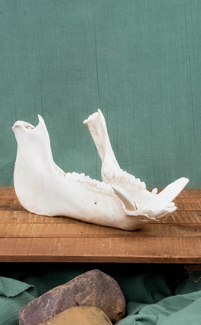 Wild Boar Lower Jaw With Tusks & Teeth